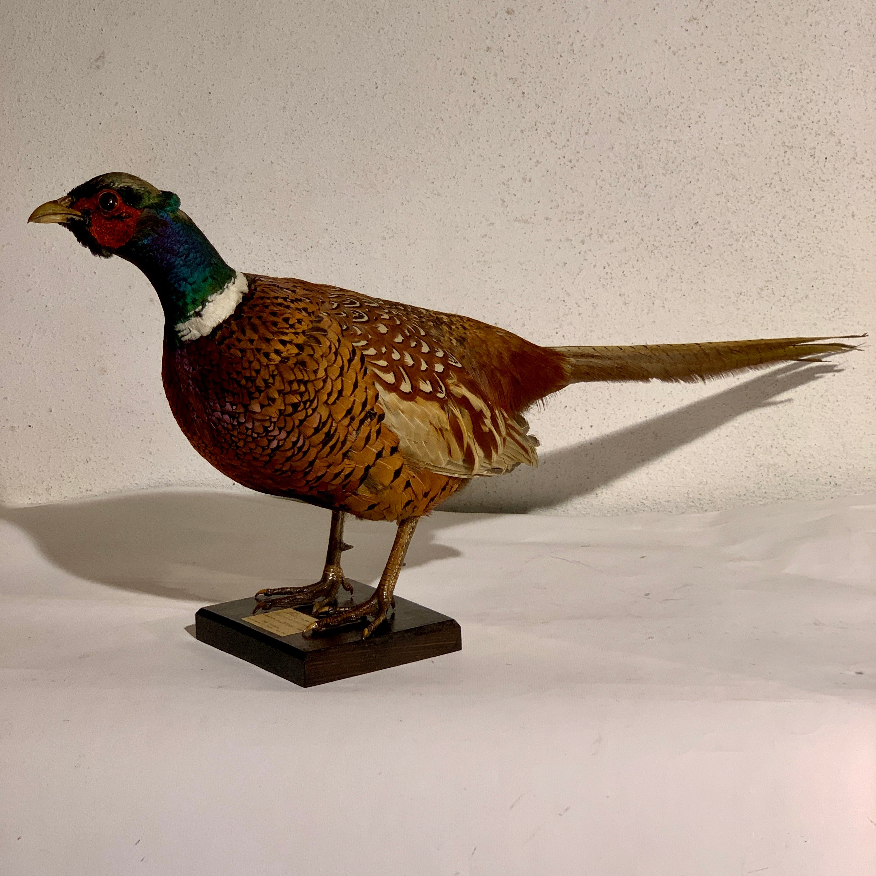 Udstoppet fugl, Fasan han (Phasianus colchicus ) – Zoll Antiques